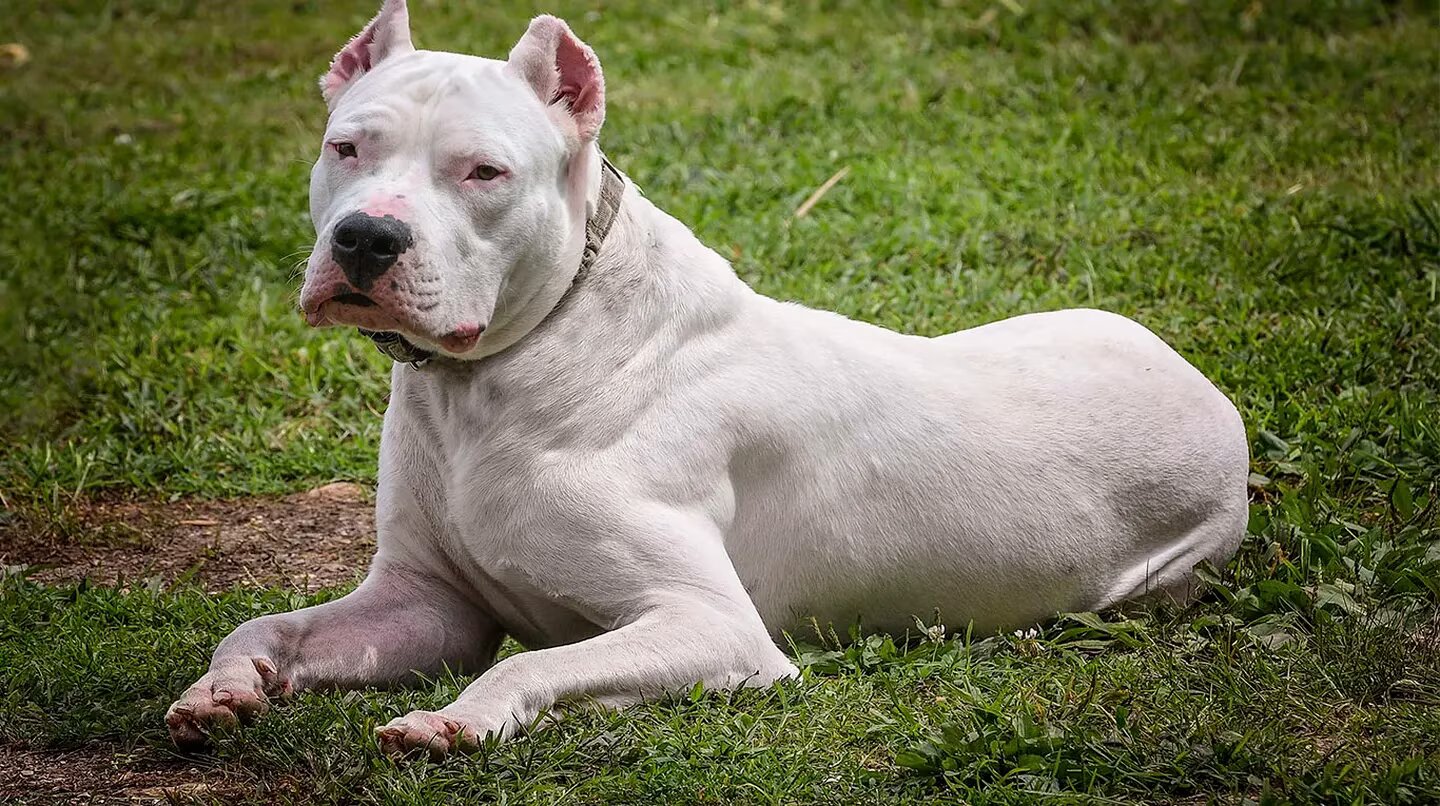 "Los perros pitbull y dogo tienen una importante carga genética de ...