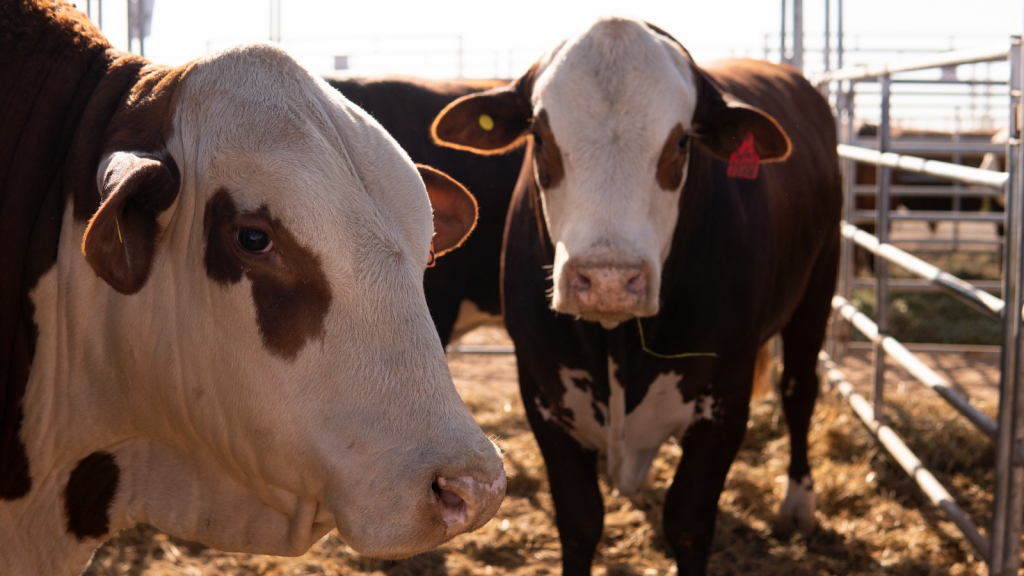 Kayne rompió récord en el Remate de Cabañas Riojanas al vender el ...