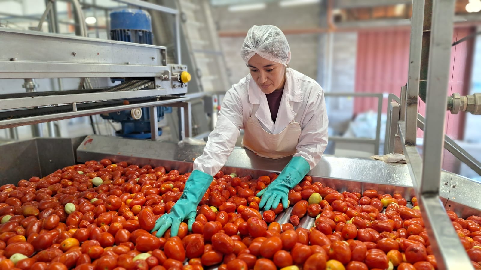 Agroandina estima llegar en 2024 a los 40 millones de kilos de tomates ...