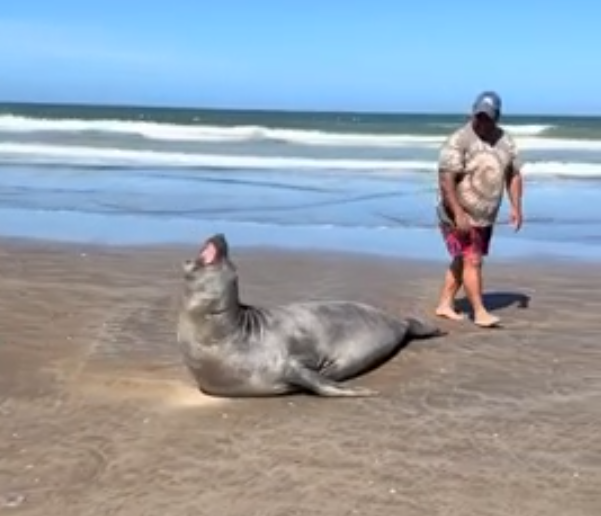 Apareció un lobo marino lastimado en La Lucila del Mar, un hombre quiso ...